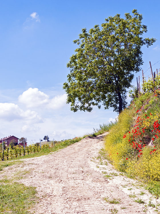 Matteo Correggia: An Amazing Winery in Piedmont Italy • Wander Your Way