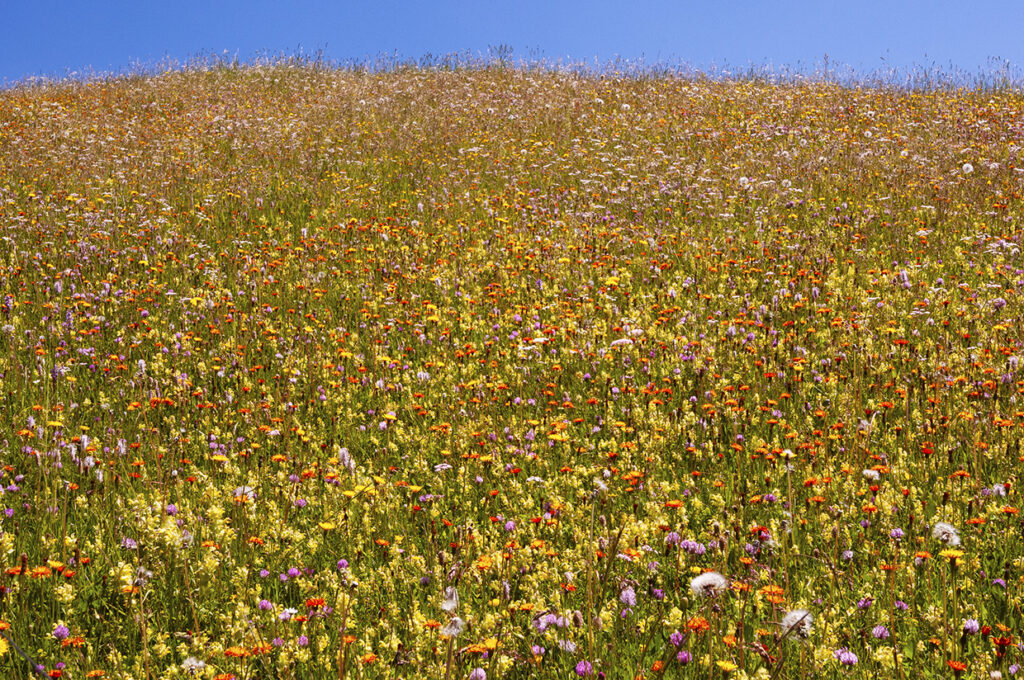 6 Beautiful Places in Europe to See Flowers — From March to August ...