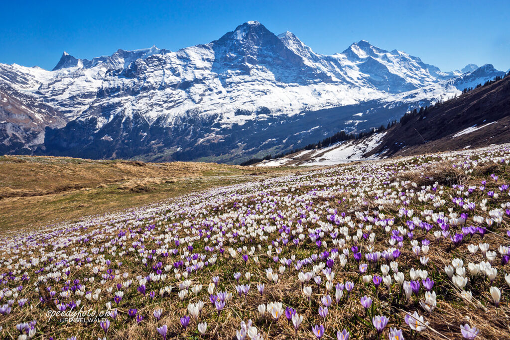6 Beautiful Places in Europe to See Flowers — From March to August ...