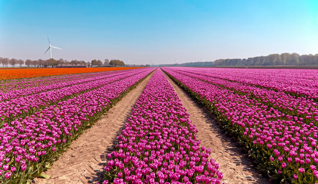 6 Beautiful Places in Europe to See Flowers — From March to August ...
